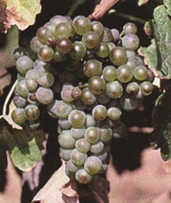 Treana Blanc | Total Wine & More