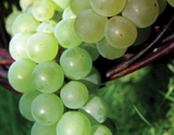 Phebus Torrontes | Total Wine & More