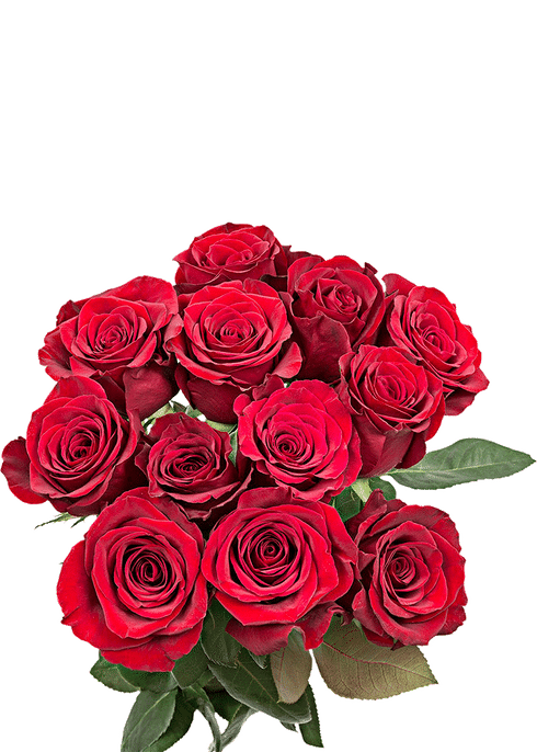 Fresh Dozen Red Roses | Total Wine & More