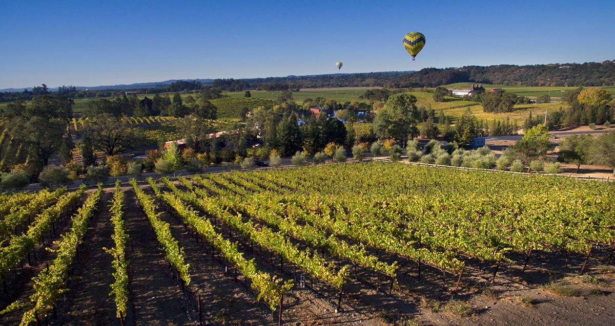 The Calling Wine | Total Wine & More