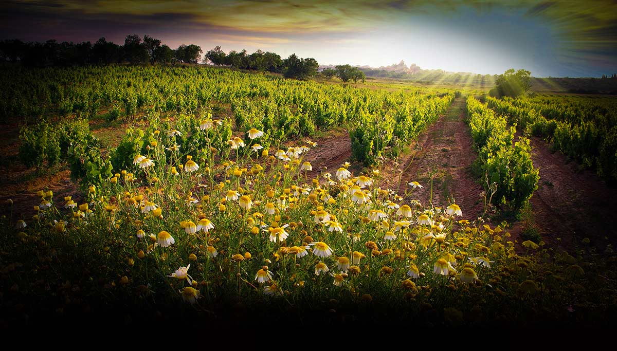 Bloom Vineyards | Total Wine & More