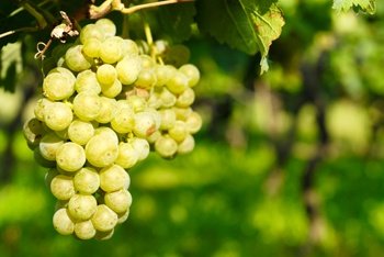 Verdejo Wine | Total Wine & More