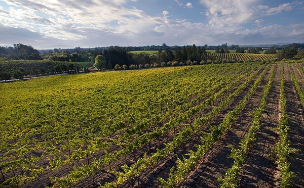 The Calling Wine | Total Wine & More