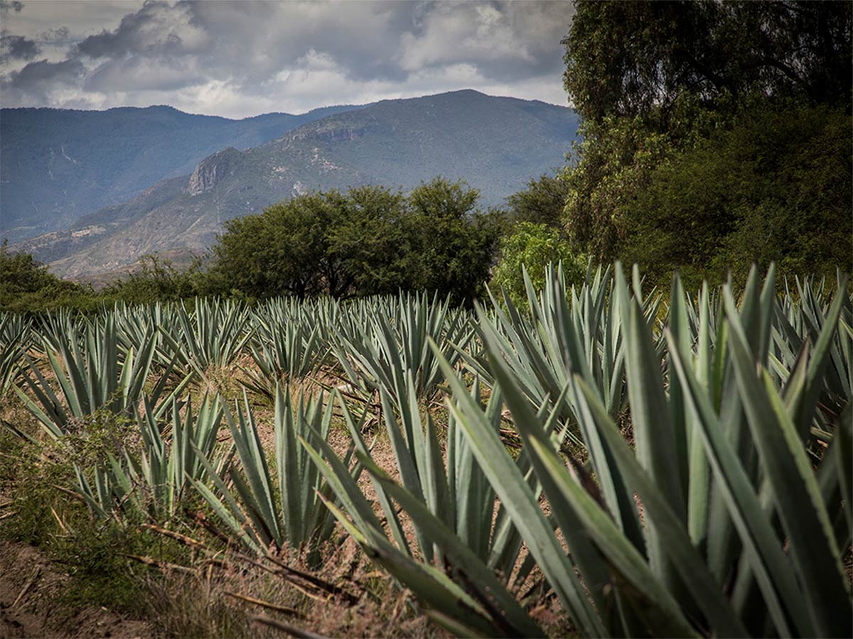 Mezcal Sacrificio | Mescal, Mezcal liquor, Mexican Liquor
