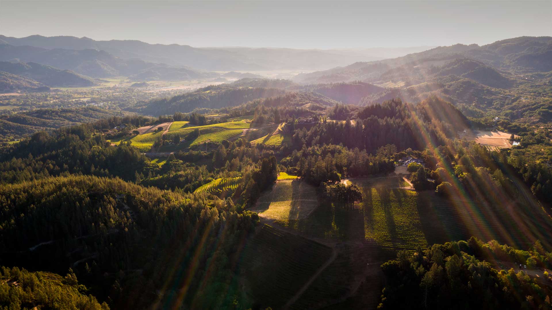 Shop Olema Wines, Signature Wines from Sonoma County | Total Wine & More