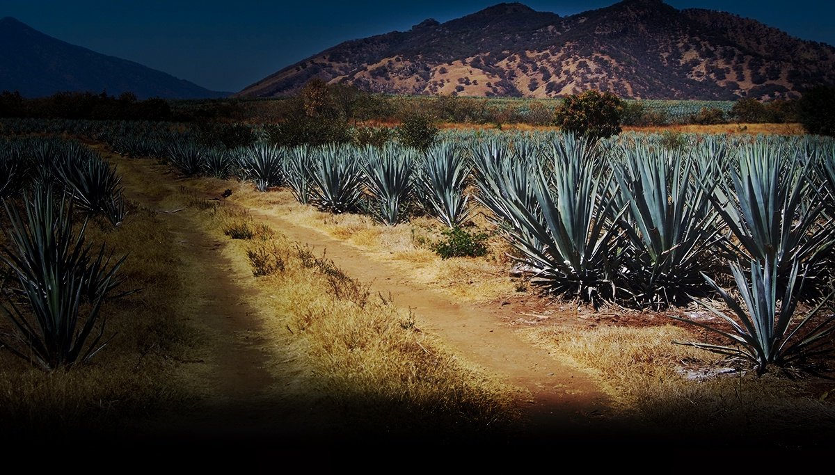 Drego Azul Tequila | Total Wine & More