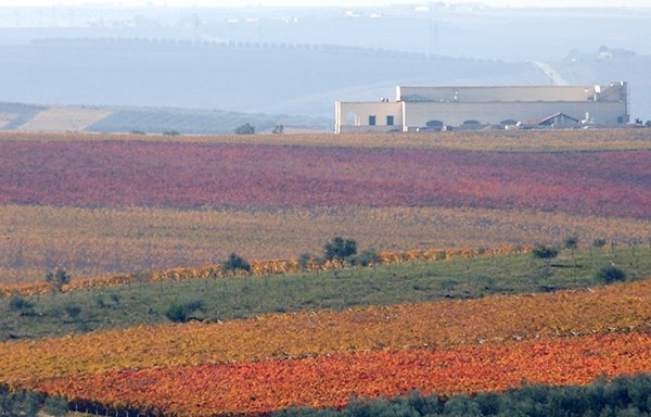 Shop Tormaresca Wines, Italian Wine | Total Wine & More