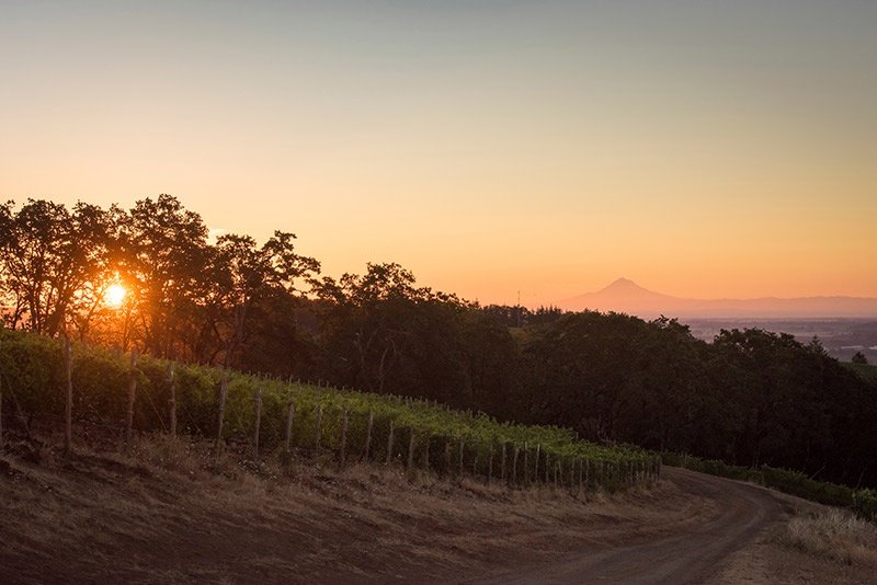 Maysara Wine | Total Wine & More