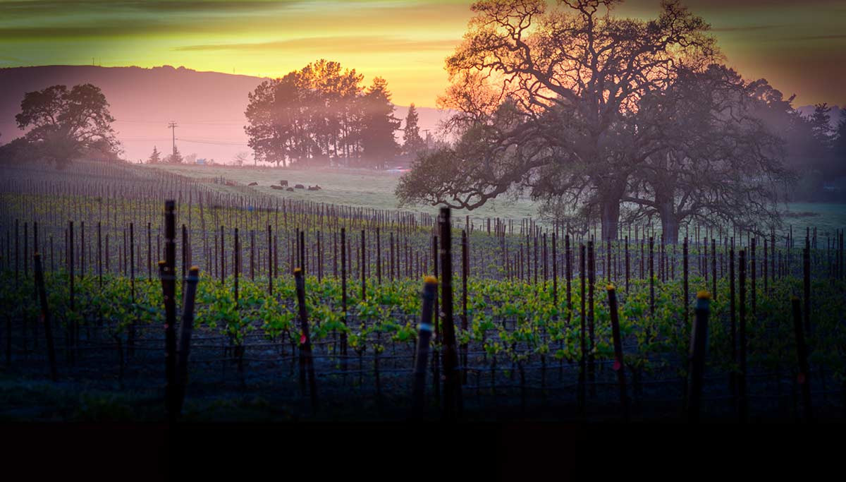 Courtney Benham Wine | Total Wine & More