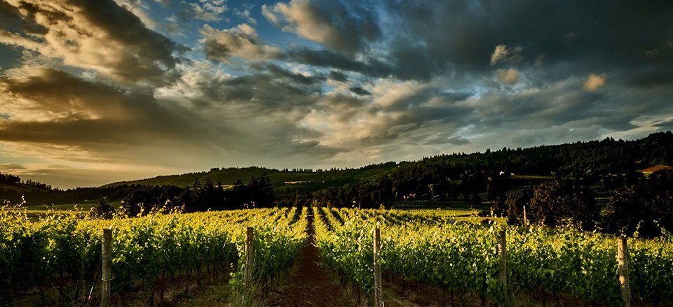 Grove - A to Z Vineyard - Oregon Wine | Total Wine & More