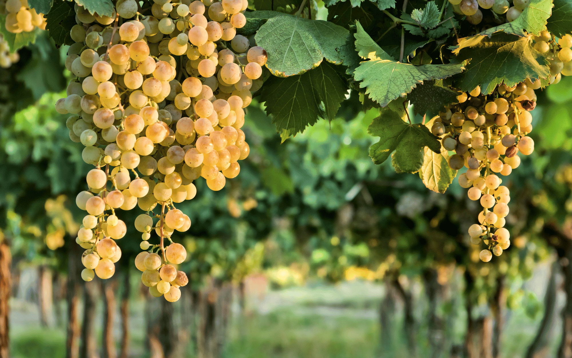 What is Chardonnay | Total Wine & More