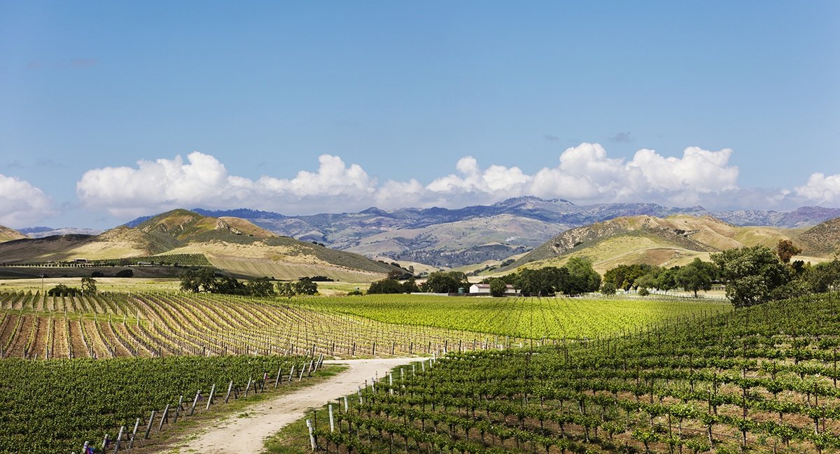 Your Guide to California Wine Regions | Total Wine & More