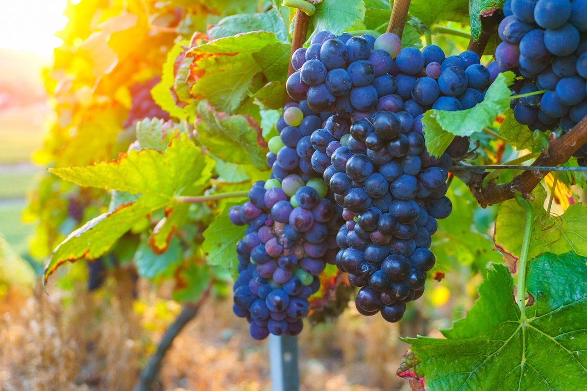 Merlot Wine Guide | Total Wine & More