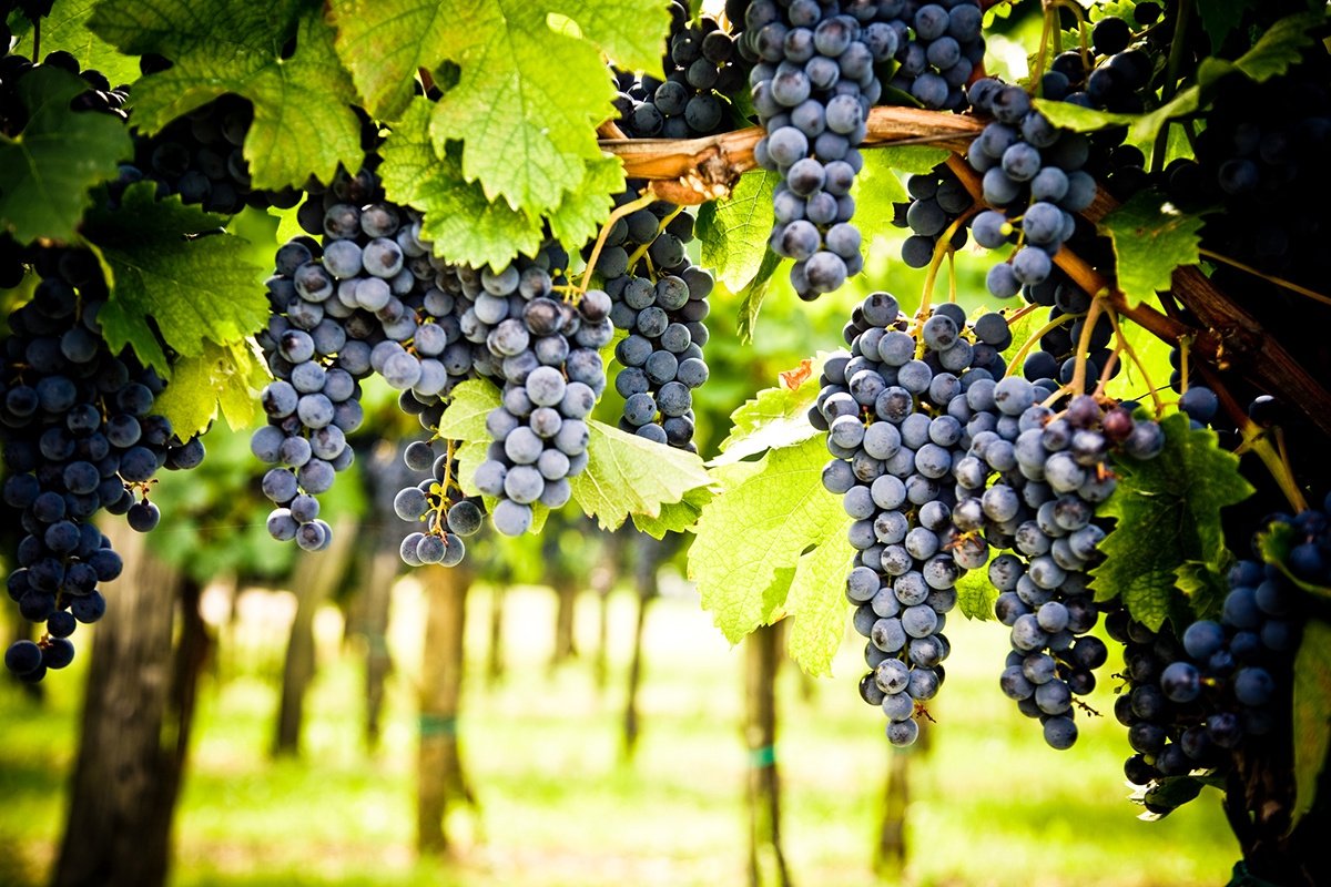 Pinot Noir vs. Merlot: What’s the Difference? | Total Wine & More