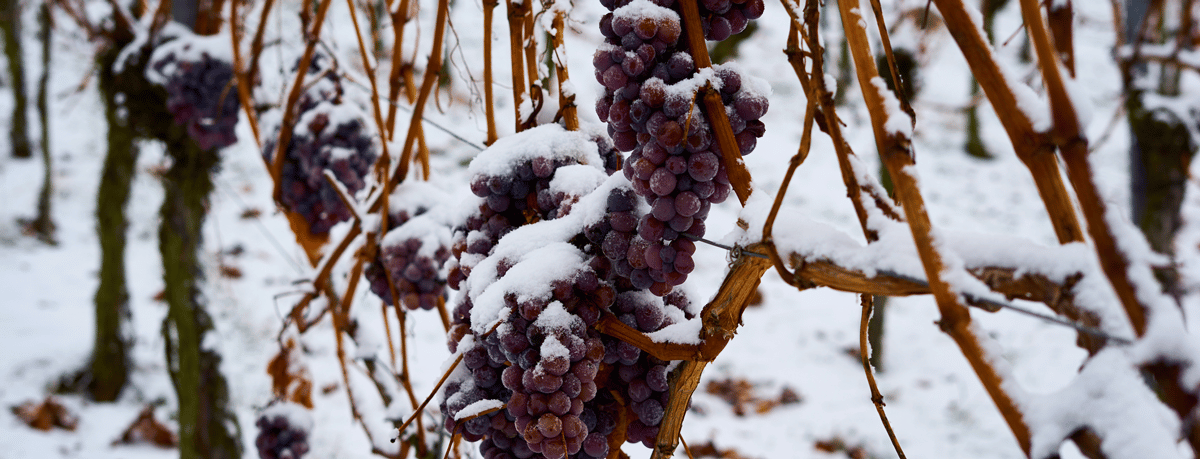 What is Ice Wine? Your Complete Guide to Icewine/Eiswein | Total Wine ...