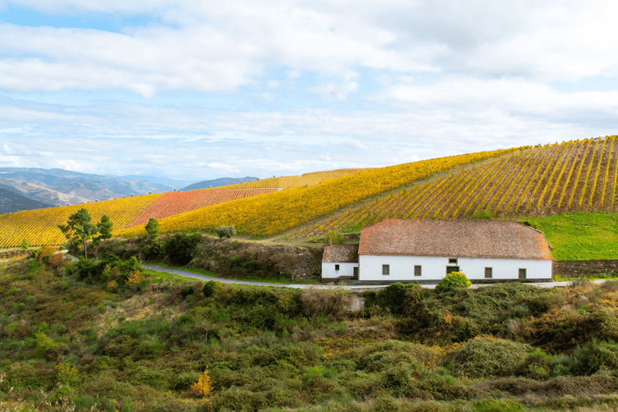 Tempranillo Wine - Taste, Region and Pairing Guide | Total Wine & More