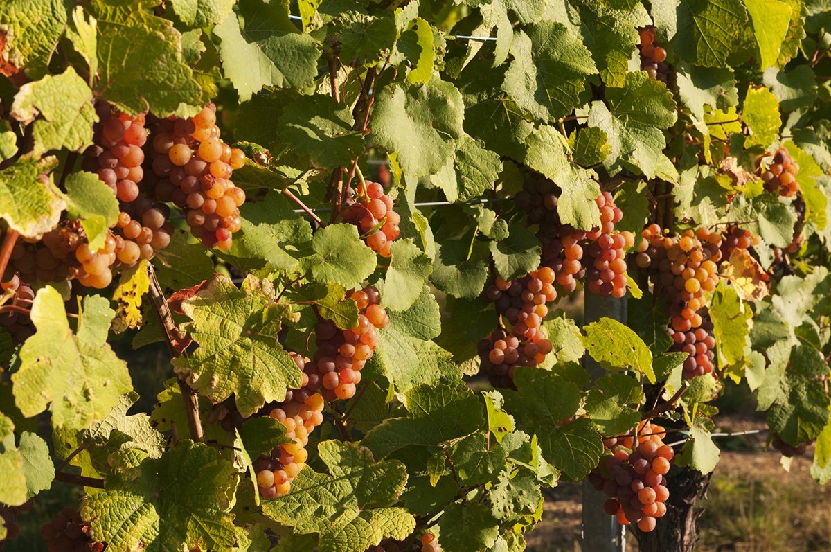 Gewürztraminer Wine Guide | Total Wine & More