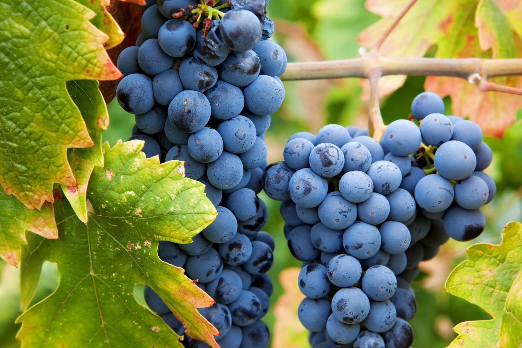 Appreciating Old Vine Zinfandel | Total Wine & More