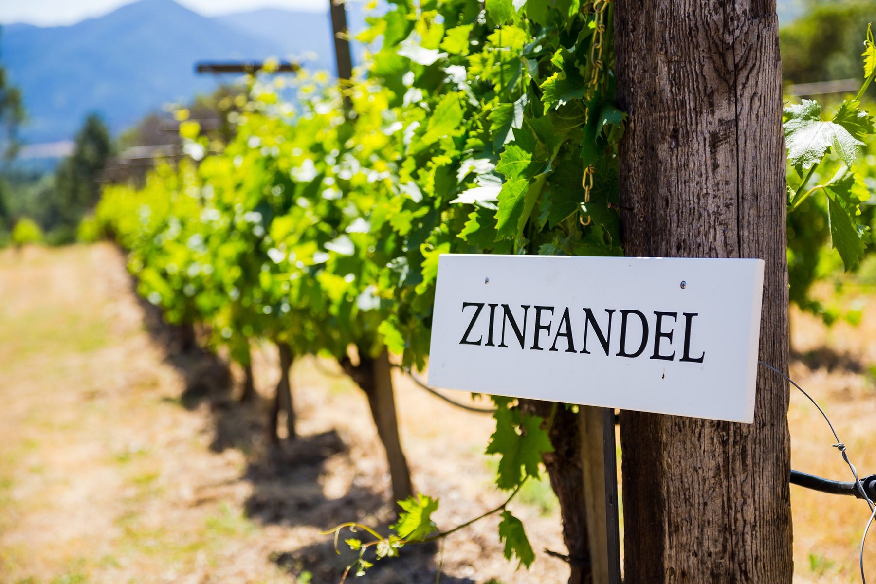 Appreciating Old Vine Zinfandel | Total Wine & More