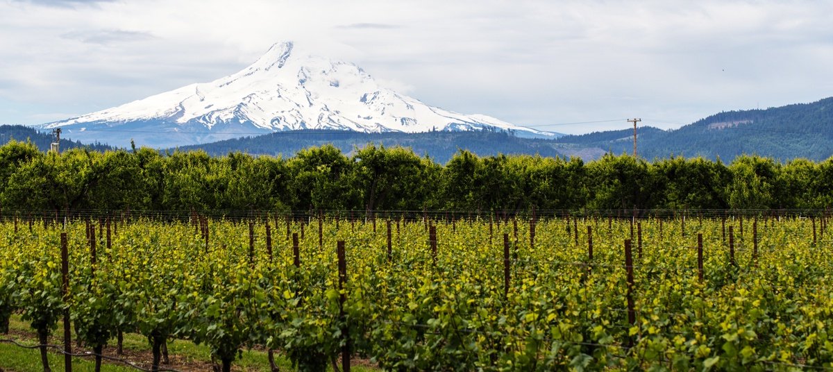 Everything You Need to Know About Oregon Wines | Total Wine & More