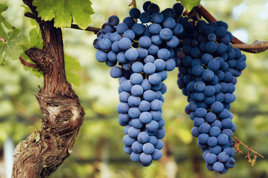 Barbera: Regions, Flavors, Pairings, & More | Total Wine & More
