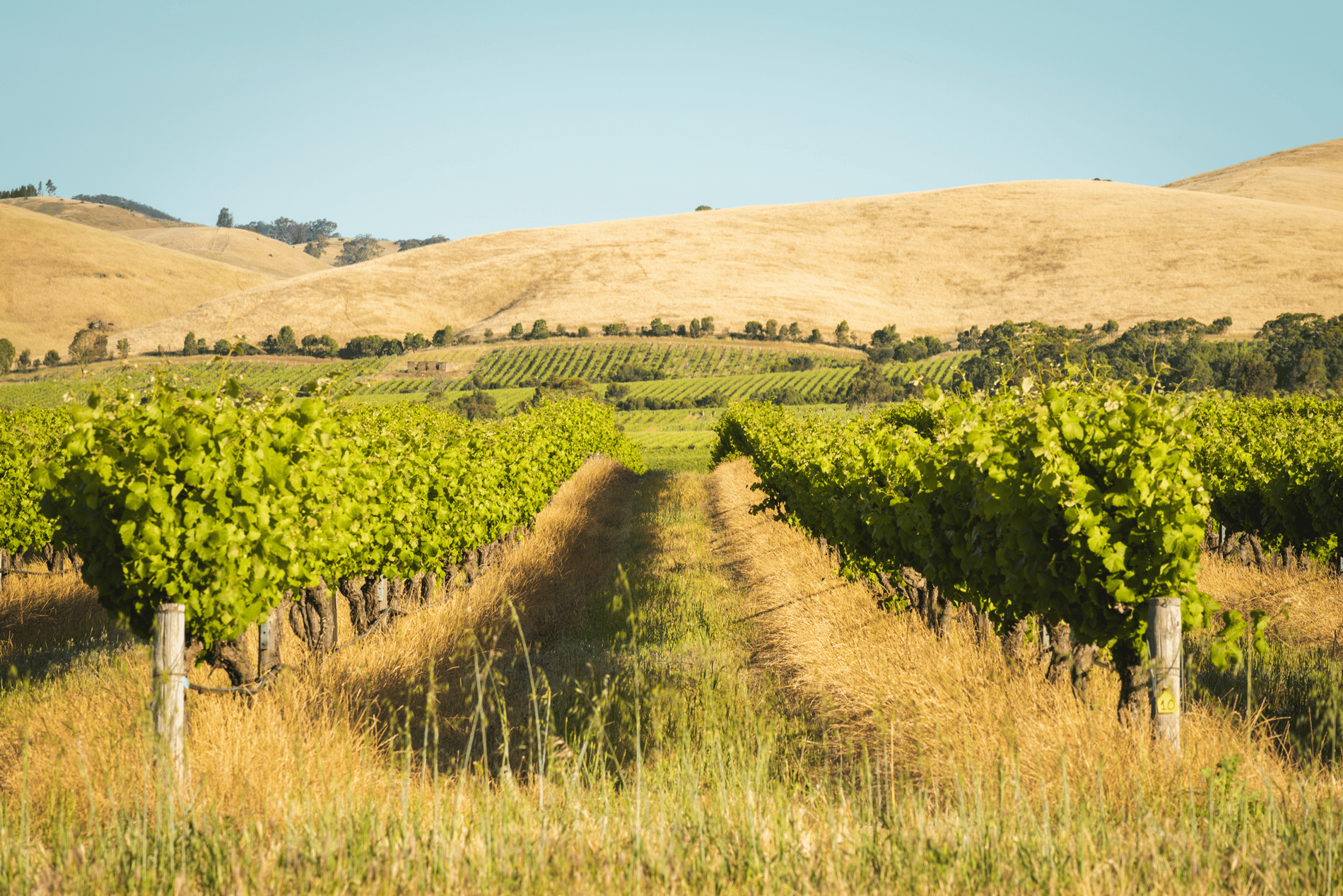 Your Complete Guide to Australian Wine Regions | Total Wine & More ...