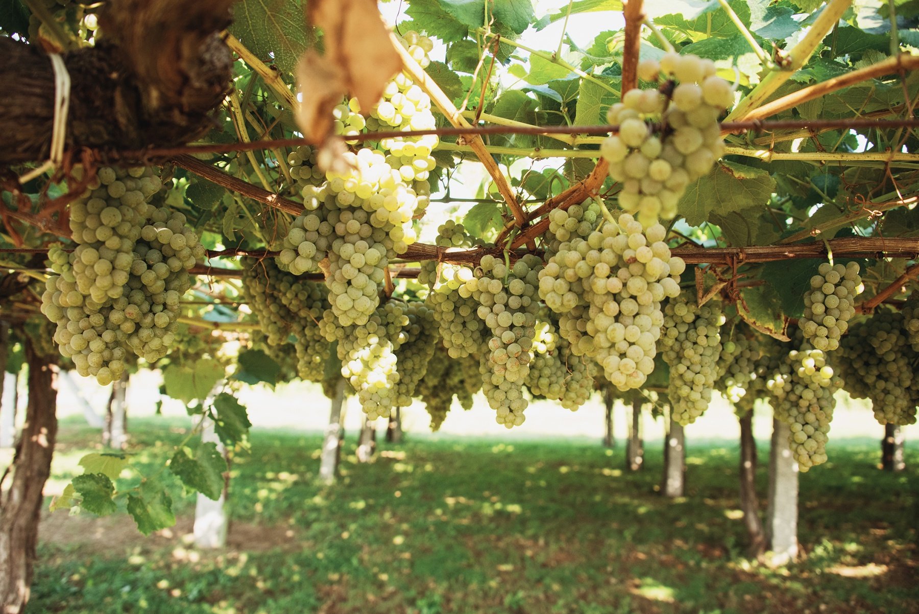 Albariño (Alvarinho): Regions, Flavors, Pairings, & More | Total Wine ...