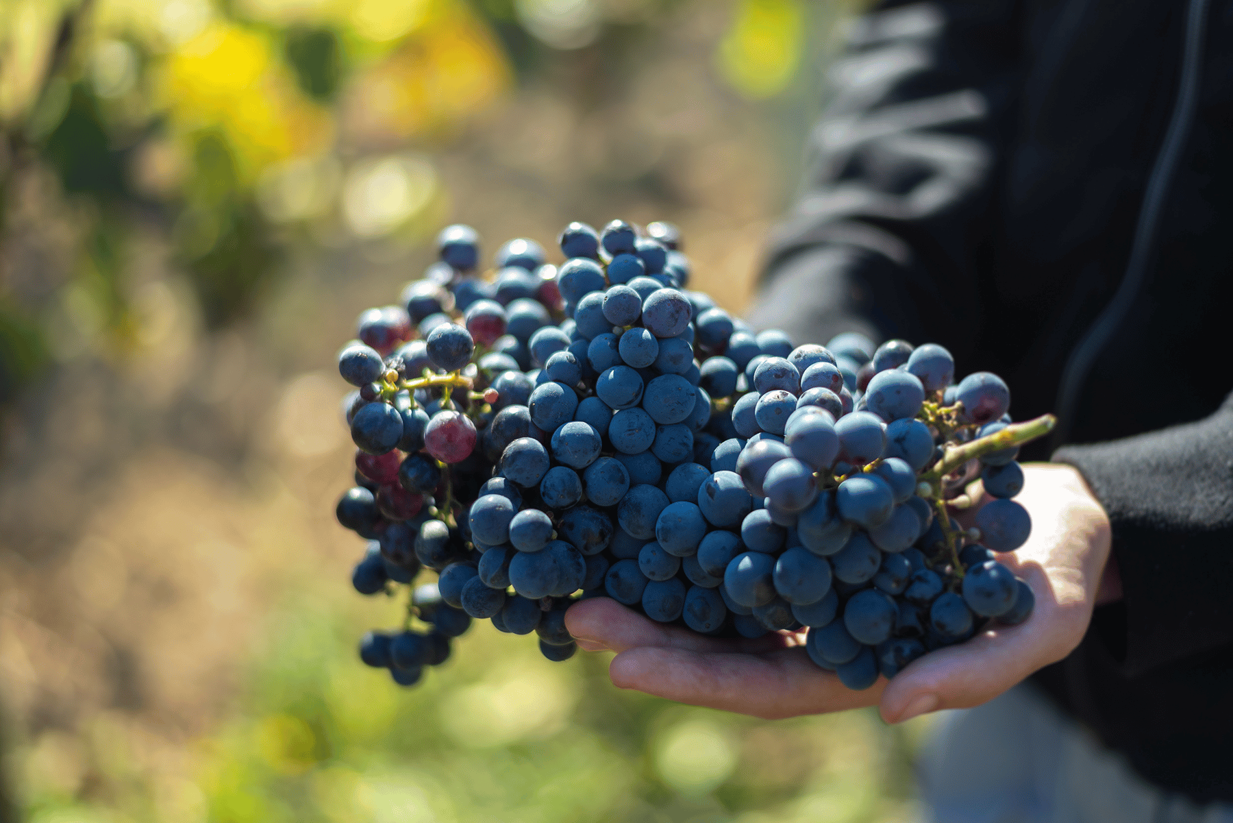 Cabernet Franc: Regions, Flavors, Pairings, & More | Total Wine & More