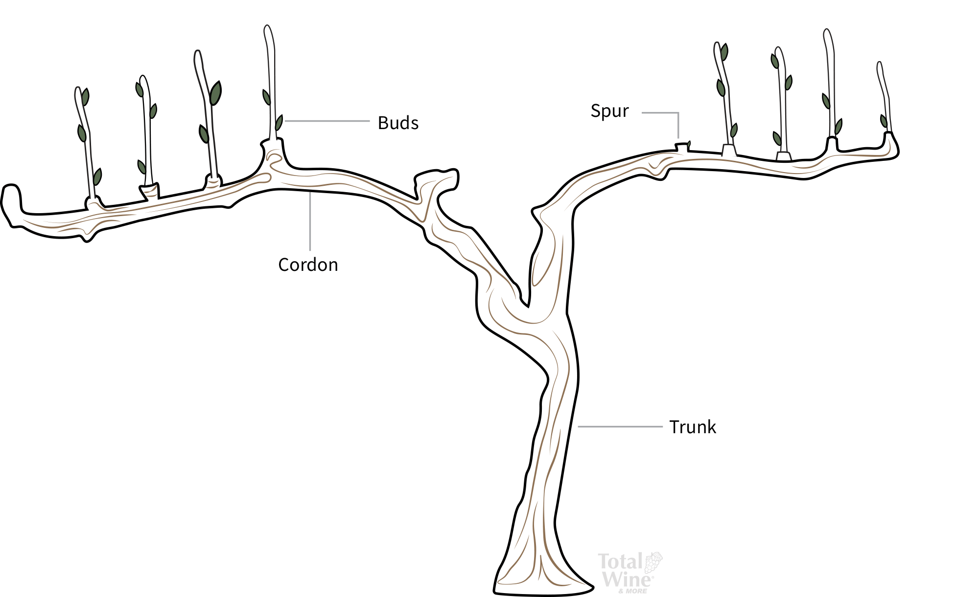 Wine, Vines, and Viticulture: Everything You Need to Know | Total Wine ...