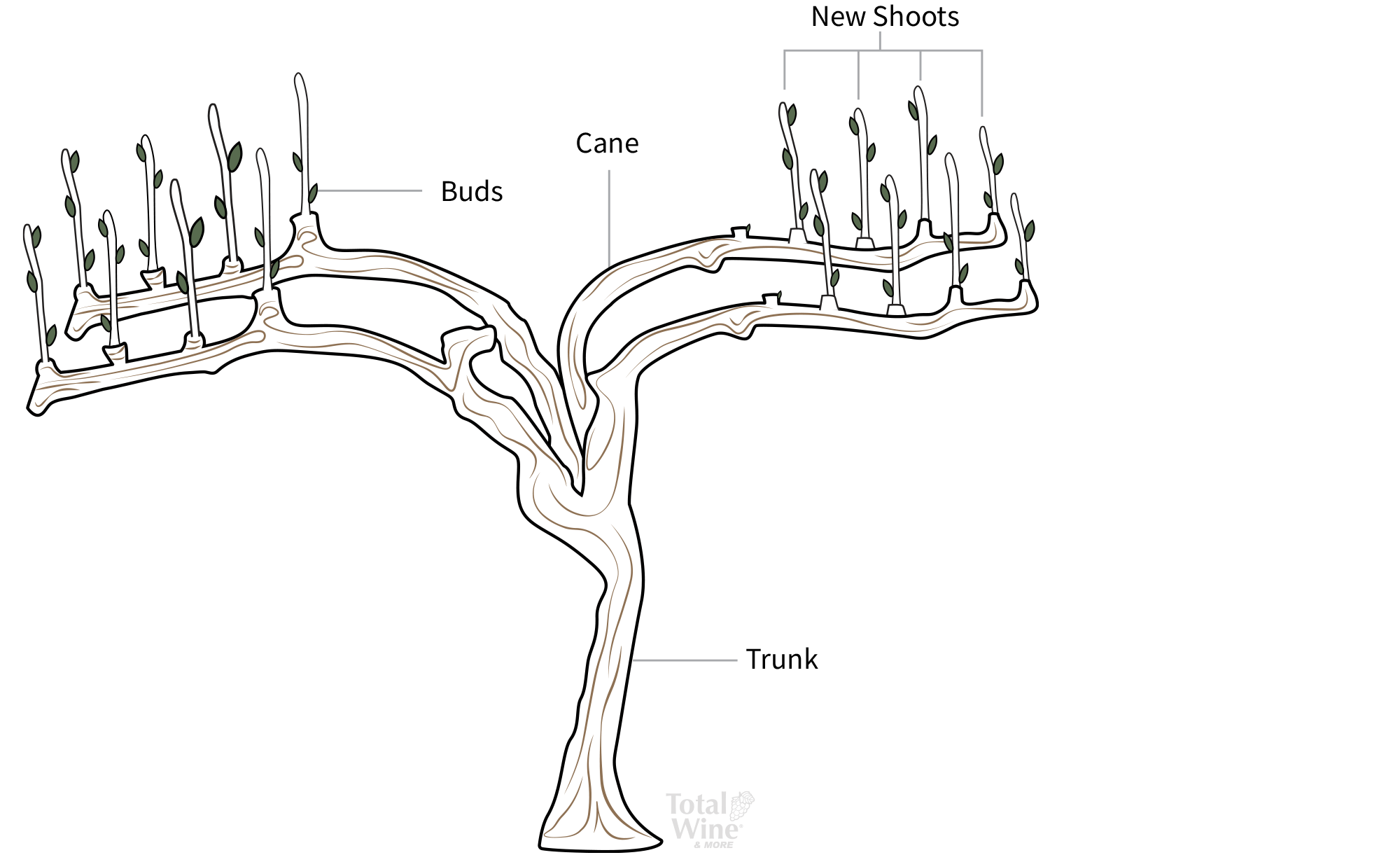 Wine, Vines, and Viticulture: Everything You Need to Know | Total Wine ...