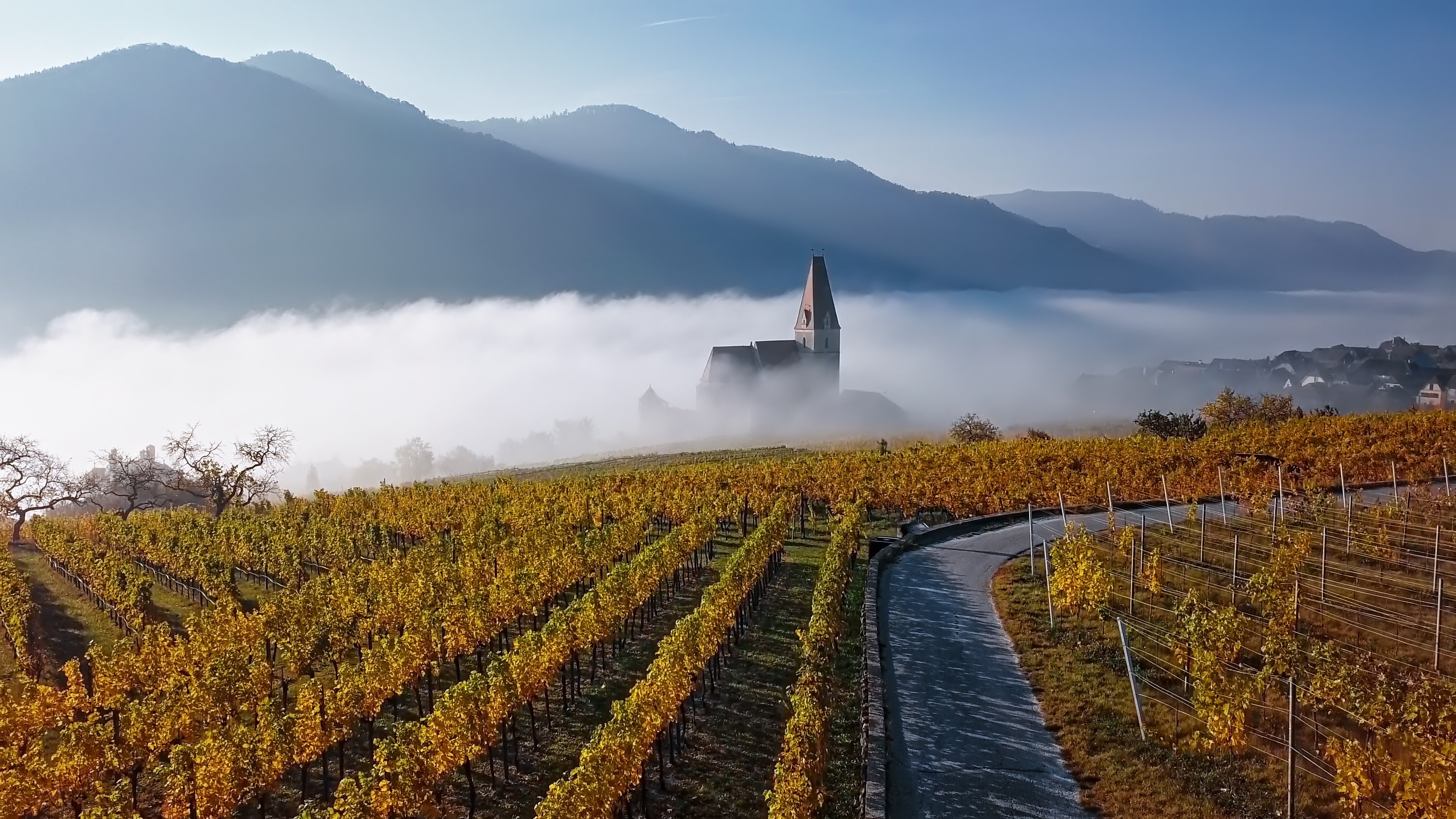 Austria Wine Guide | Total Wine & More