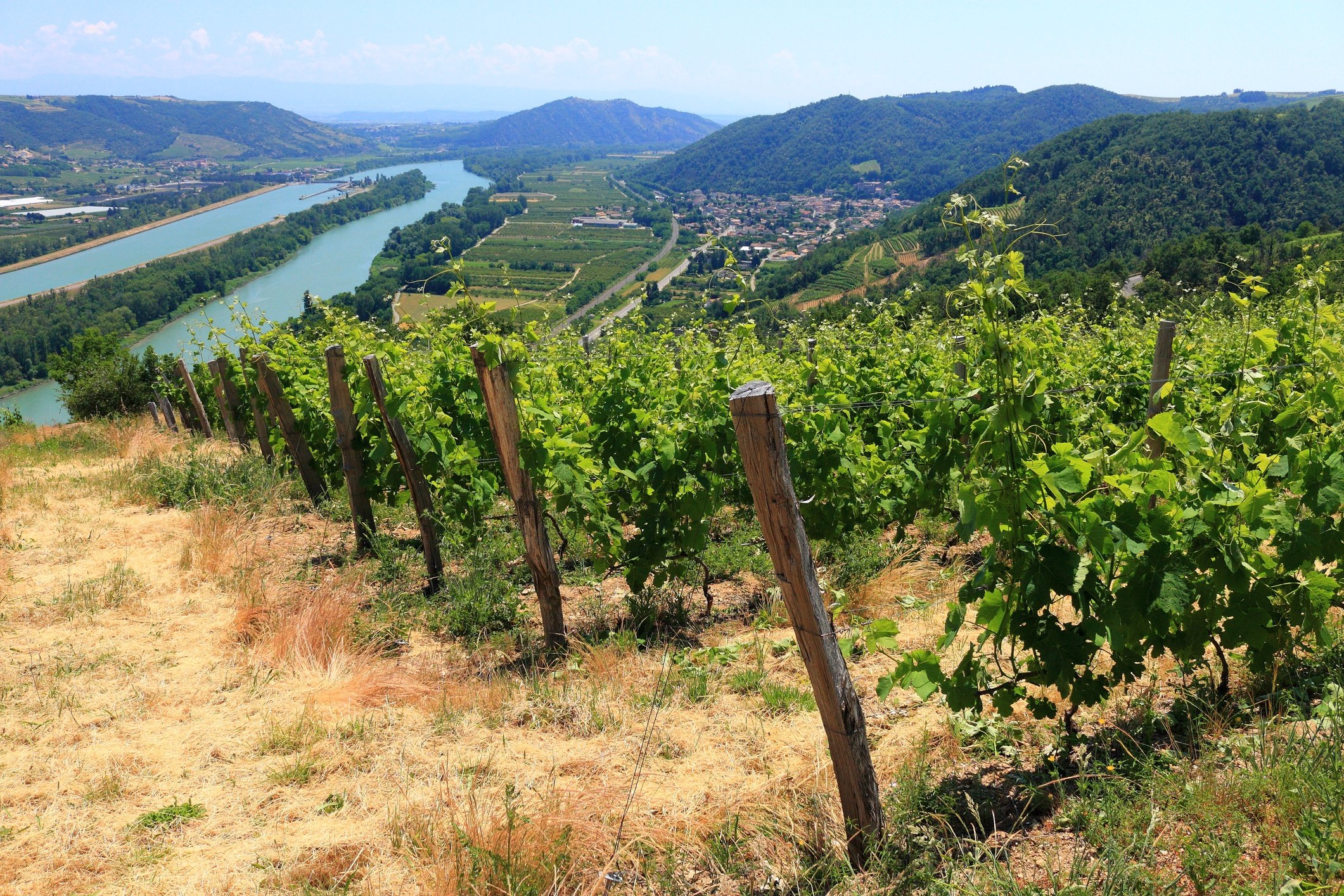 Rhône Valley Wine Guide | Total Wine & More | Total Wine & More