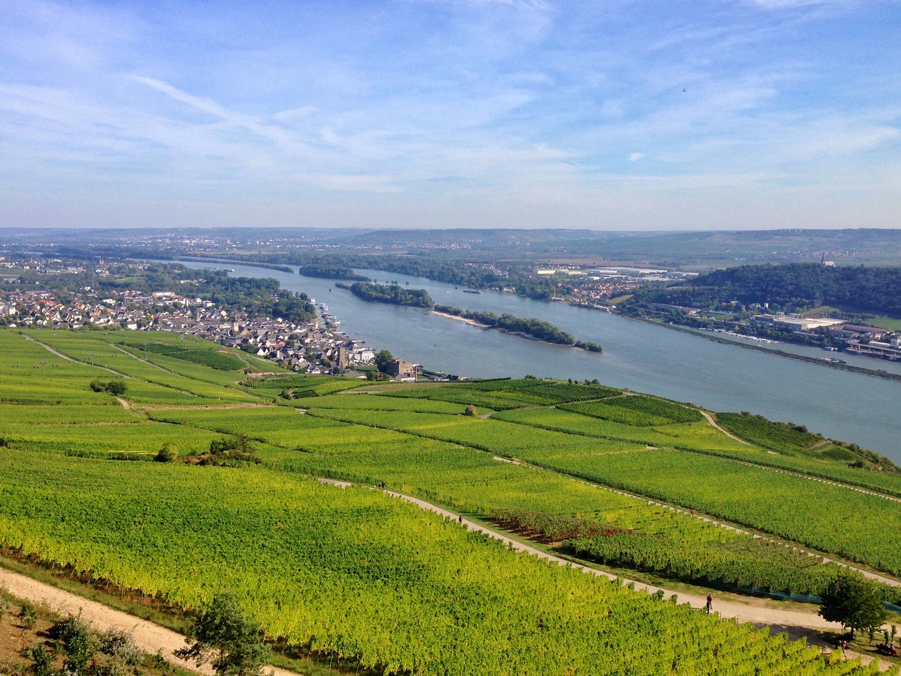 Rheingau Wine Region | Total Wine & More