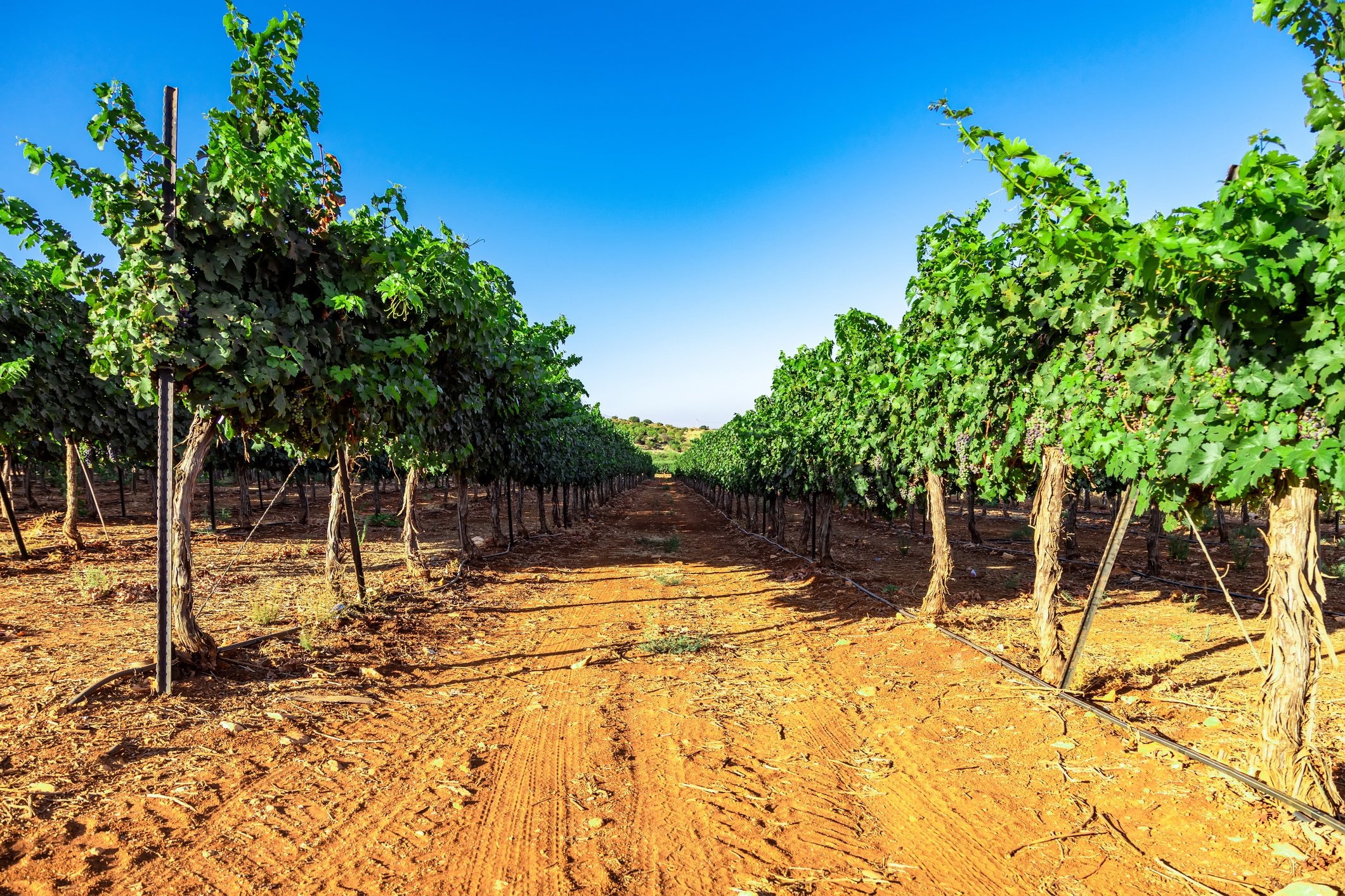 Israeli wine, History of Israeli Wine | Total Wine & More | Total Wine ...