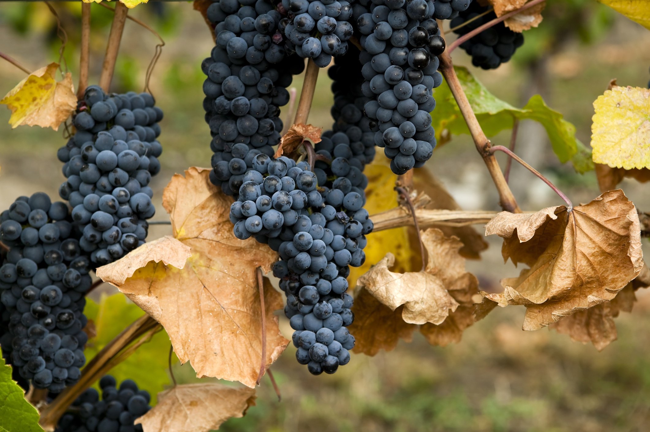 Carmenère Wine | Total Wine & More