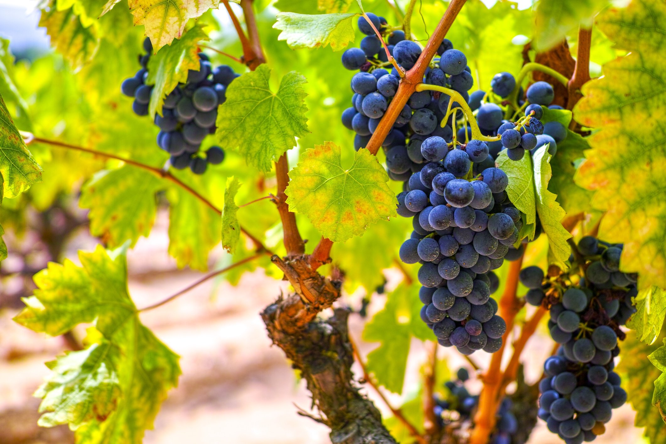 Mourvedre/Monastrell Wine | Total Wine & More