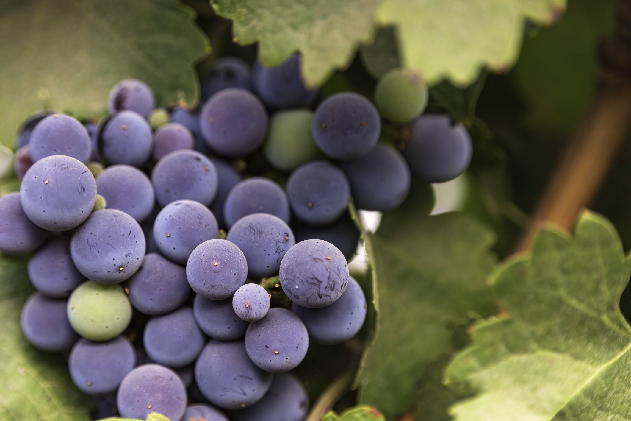 Pinotage, Red Grape Varietal | Total Wine & More