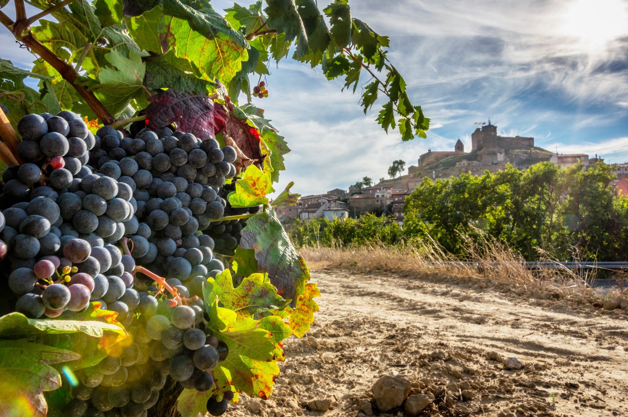Spanish Wine Types | Total Wine & More
