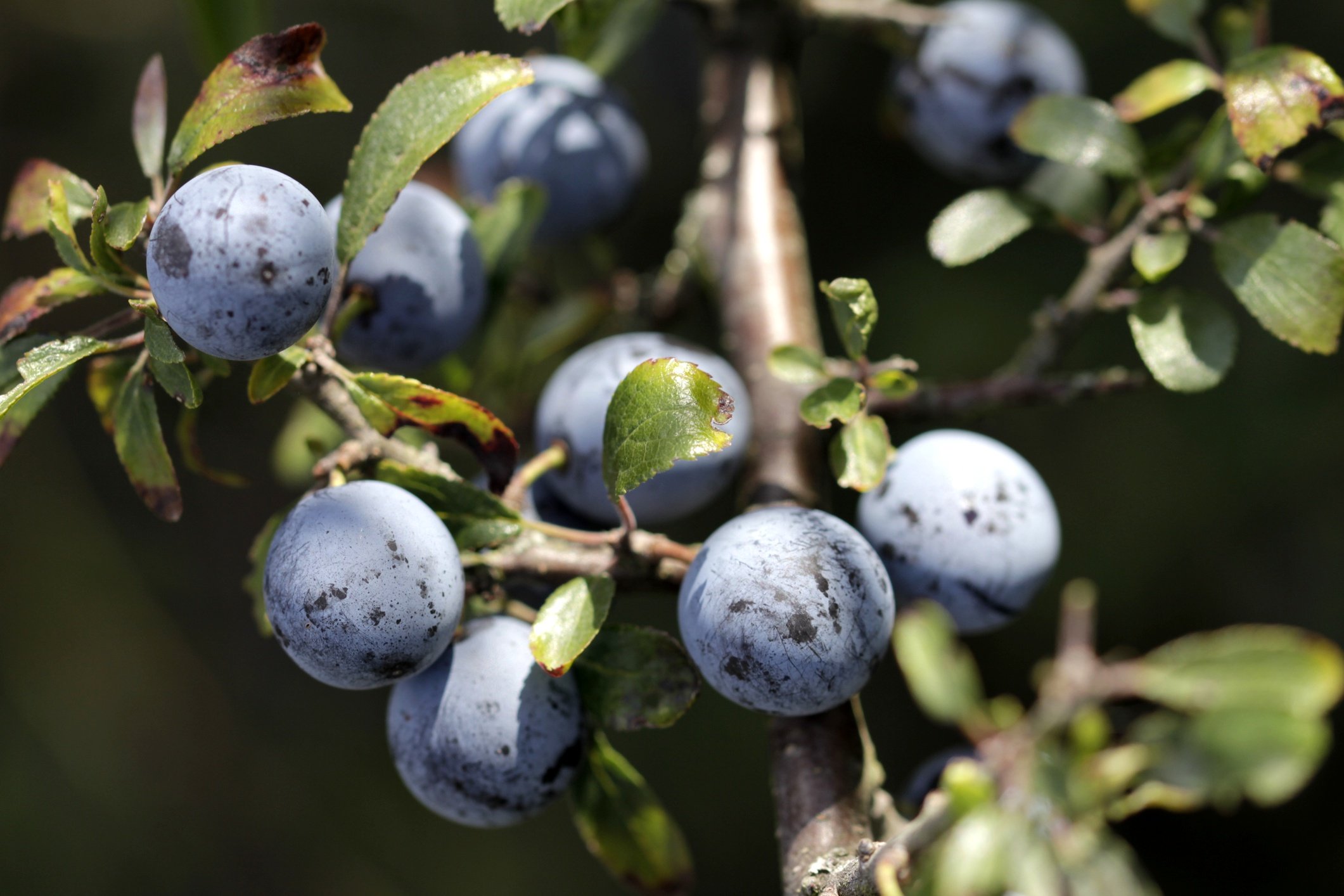What is Sloe Gin? | Total Wine & More