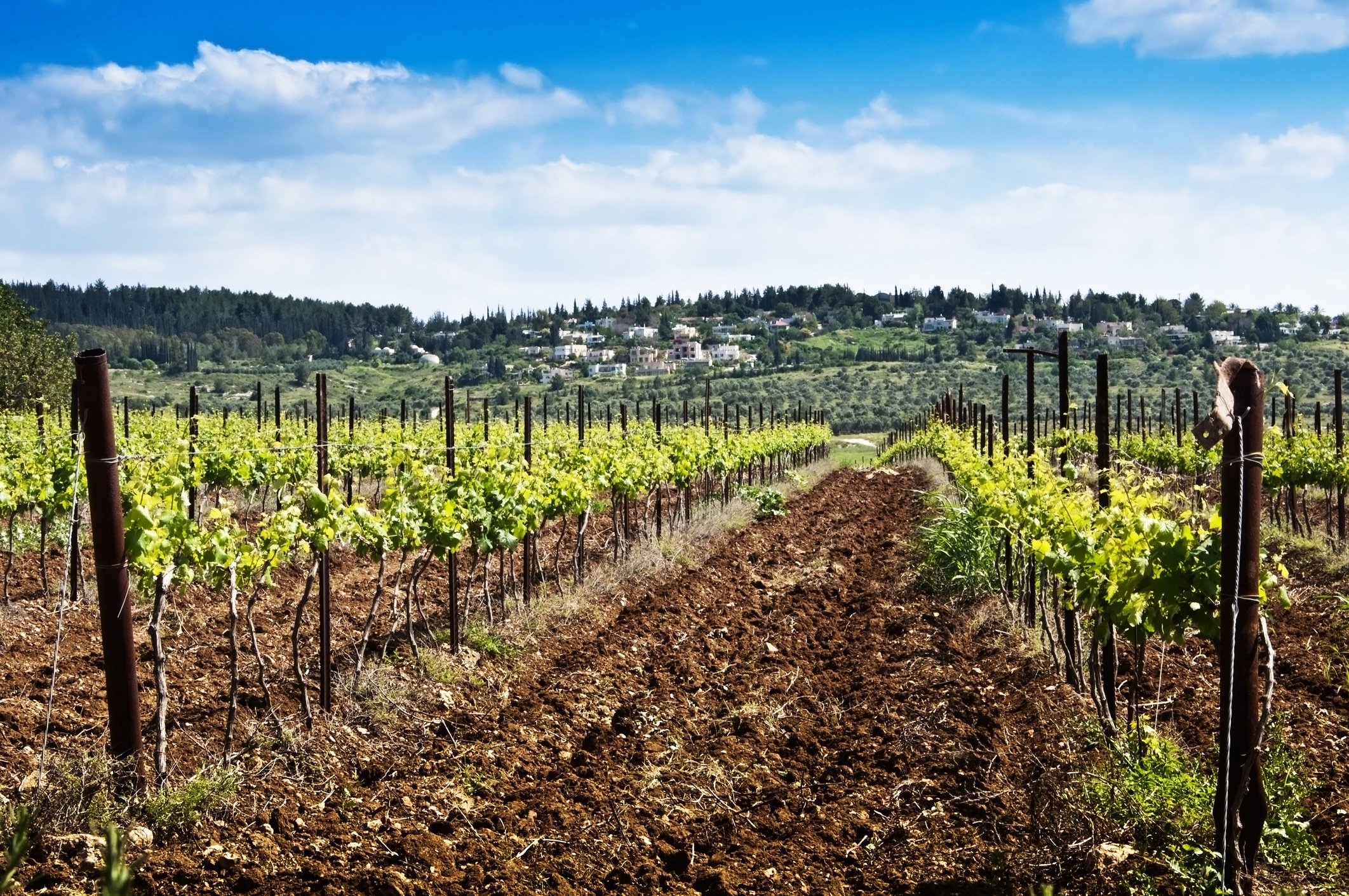 Israeli wine, History of Israeli Wine | Total Wine & More | Total Wine ...